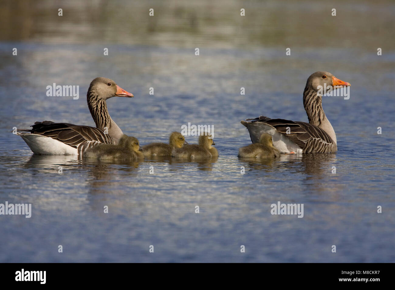Grauwe Gans met jongen; Greylag Goose with young Stock Photo - Alamy