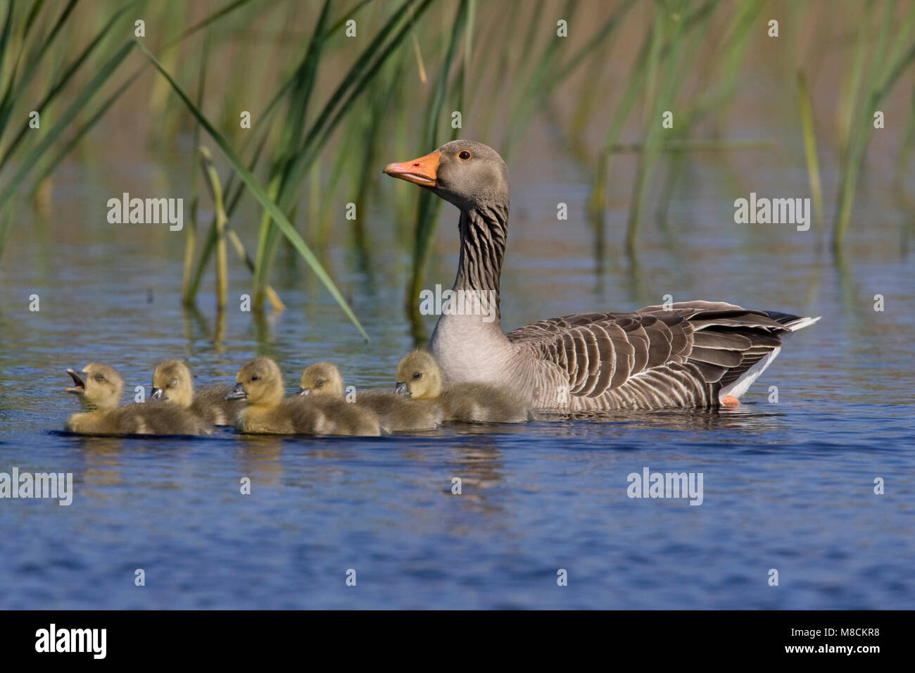 Young gooslings hi-res stock photography and images - Alamy