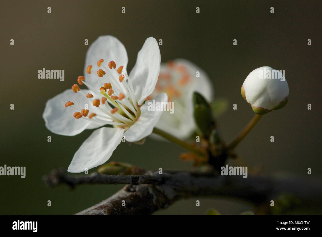 Apple Tree Blossom Close Up showing open flower and bud, Shepperton ...