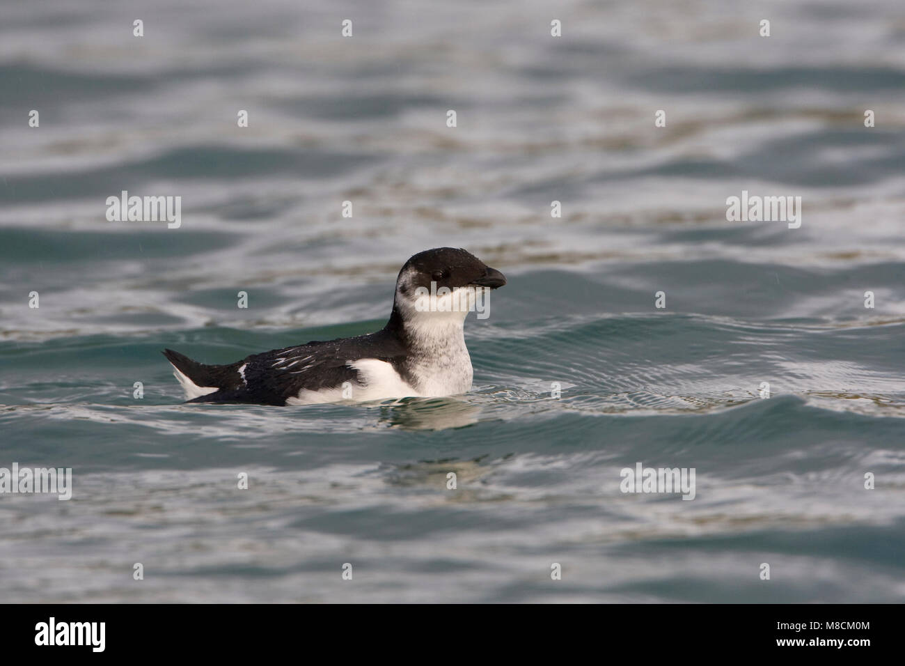 Kleine Alk in winterkleed zwemmend; Little Auk in winter plumage ...