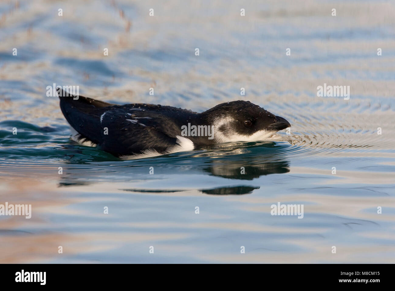 Kleine Alk in winterkleed zwemmend; Little Auk in winter plumage ...