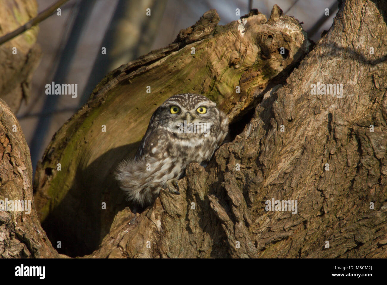 Little Owl in old willow tree, Steenuil in oude wilgenboom Stock Photo ...