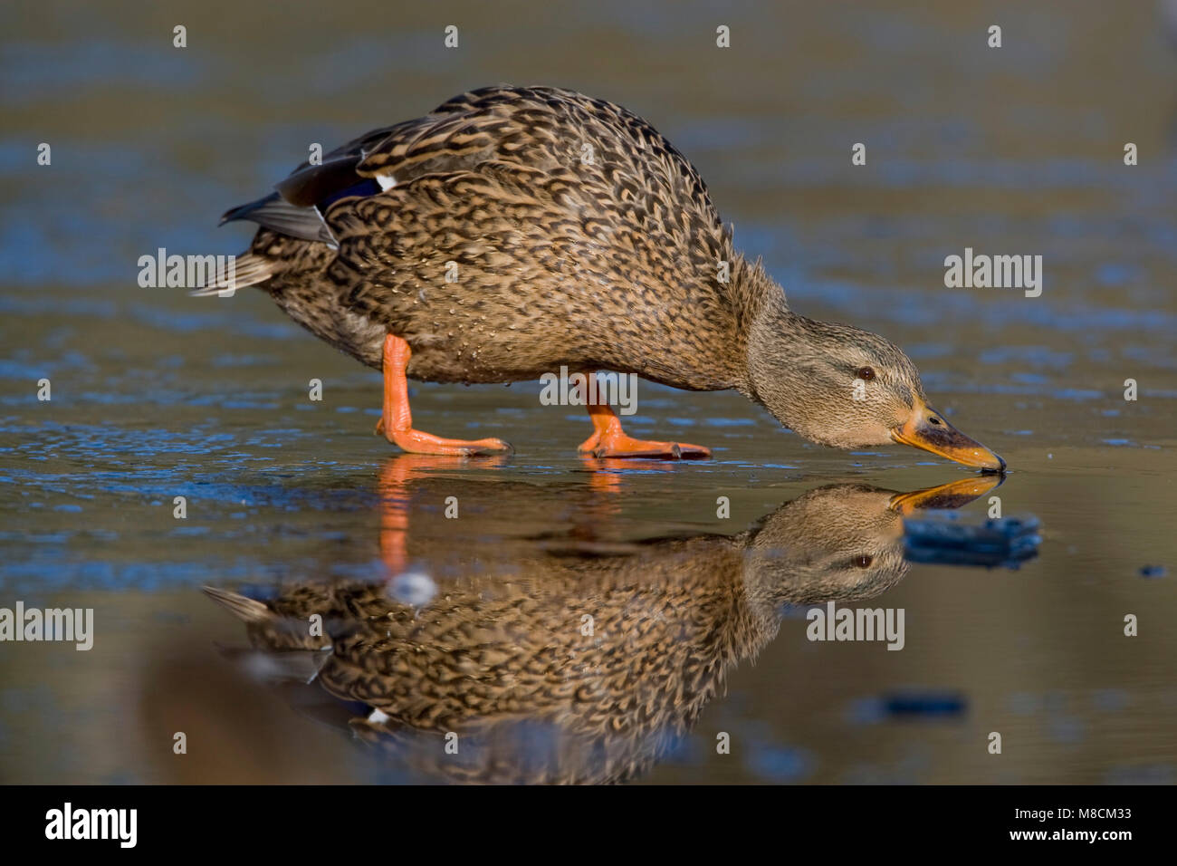 Drinking female Mallard; Drinkend vrouwtje Wilde Eend Stock Photo - Alamy