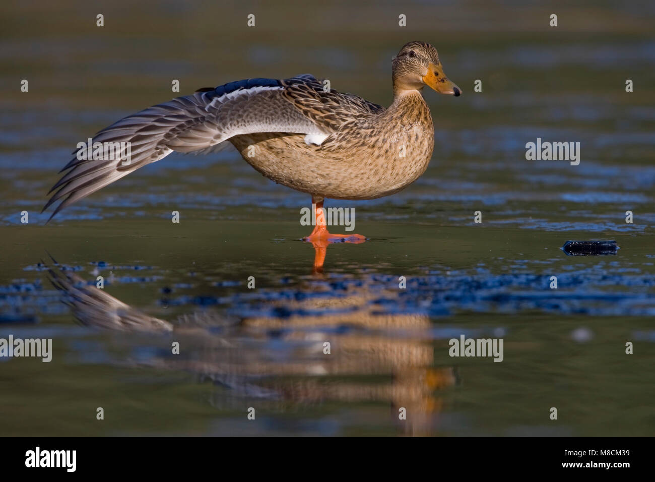 Wing stretching hi-res stock photography and images - Alamy