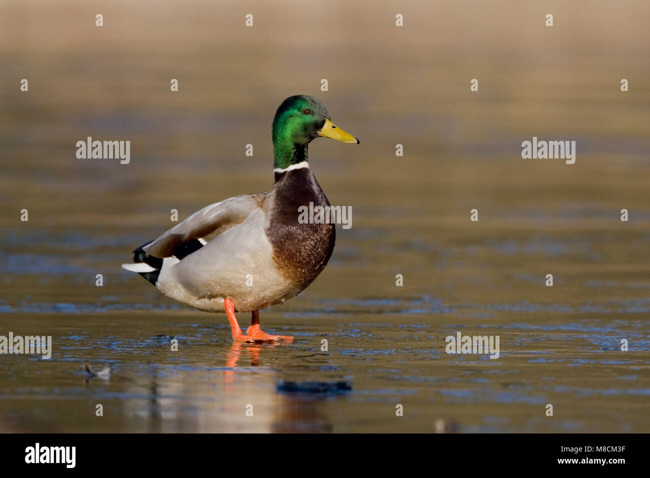 Man Wilde Eend op het ijs; Male Mallard on the ice Stock Photo - Alamy