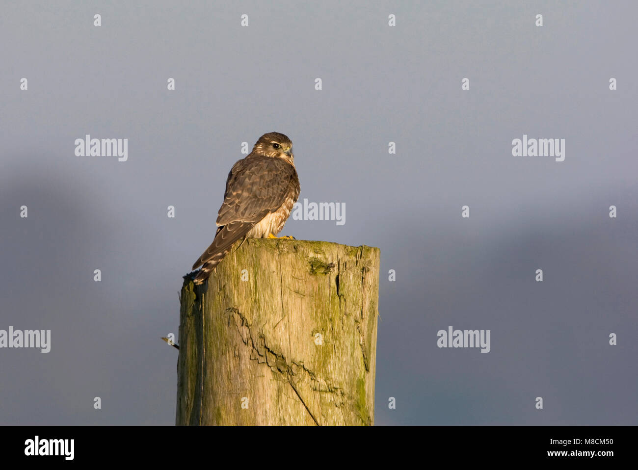 Vrouwtje Smelleken op paal; Female Merlin on a pole Stock Photo - Alamy