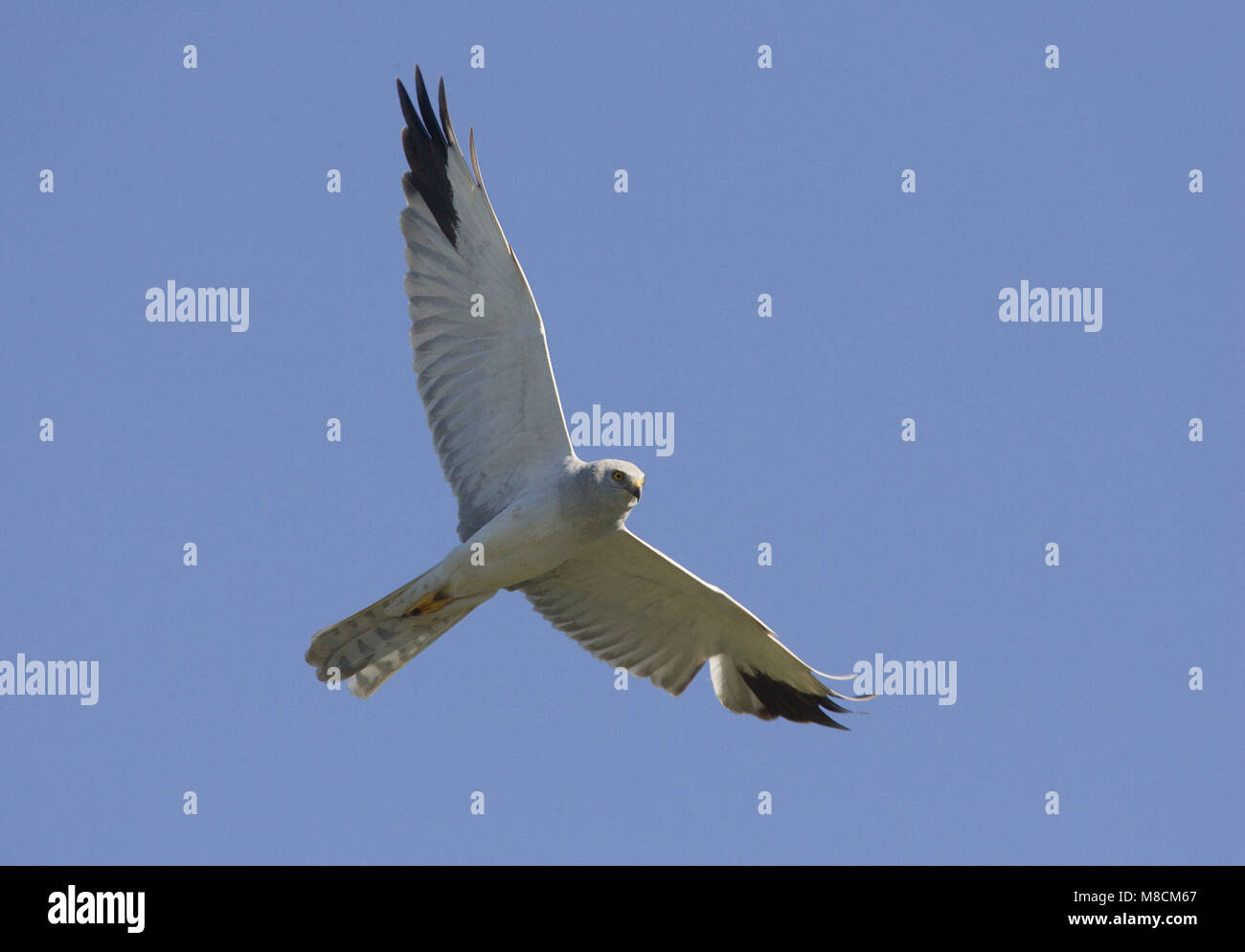 Pallid harrier hi-res stock photography and images - Alamy