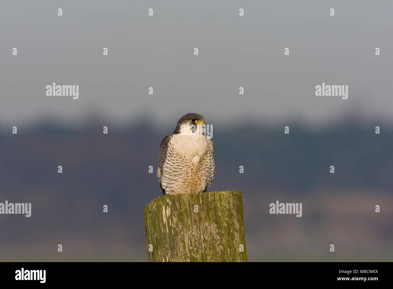 Slechtvalk, Peregrine Falcon, Falco peregrinus Stock Photo - Alamy