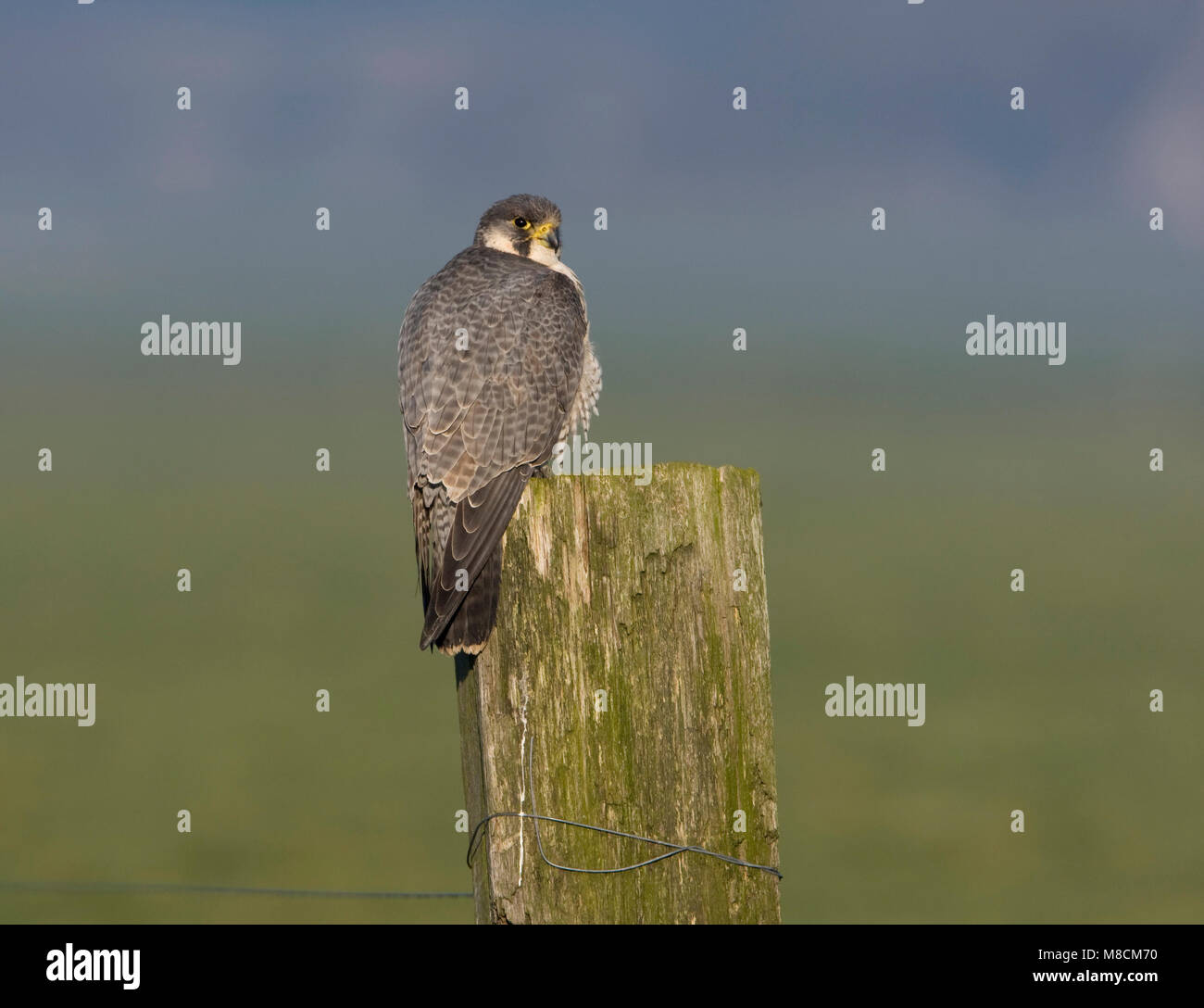 Mannetje Slechtvalk in zit; Male Peregrine Falcon perched Stock Photo ...