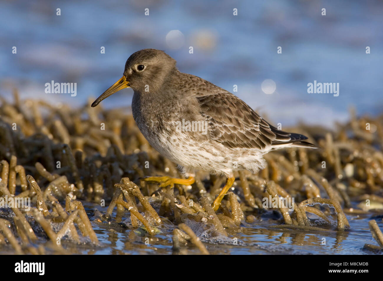 Paarse Strandloper; Purple Sandpiper Stock Photo - Alamy