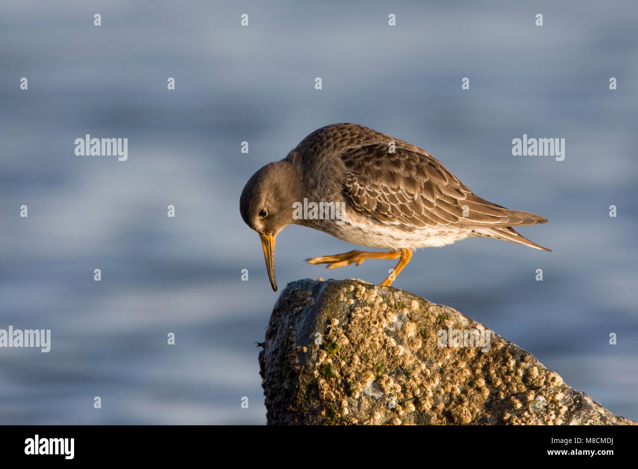Paarse Strandloper; Purple Sandpiper Stock Photo - Alamy