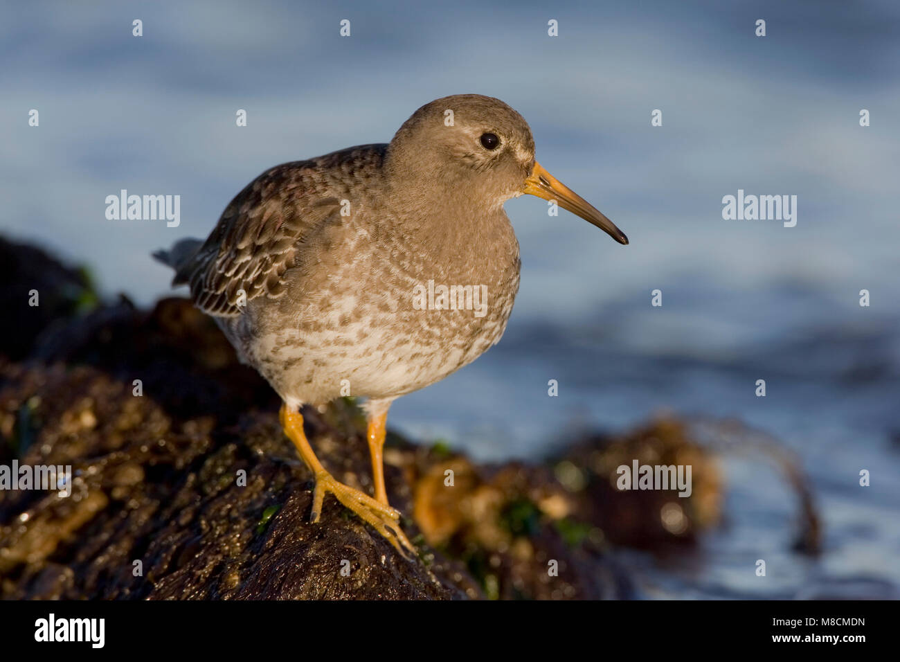 Purple sandpiper winter plumage hi-res stock photography and images - Alamy