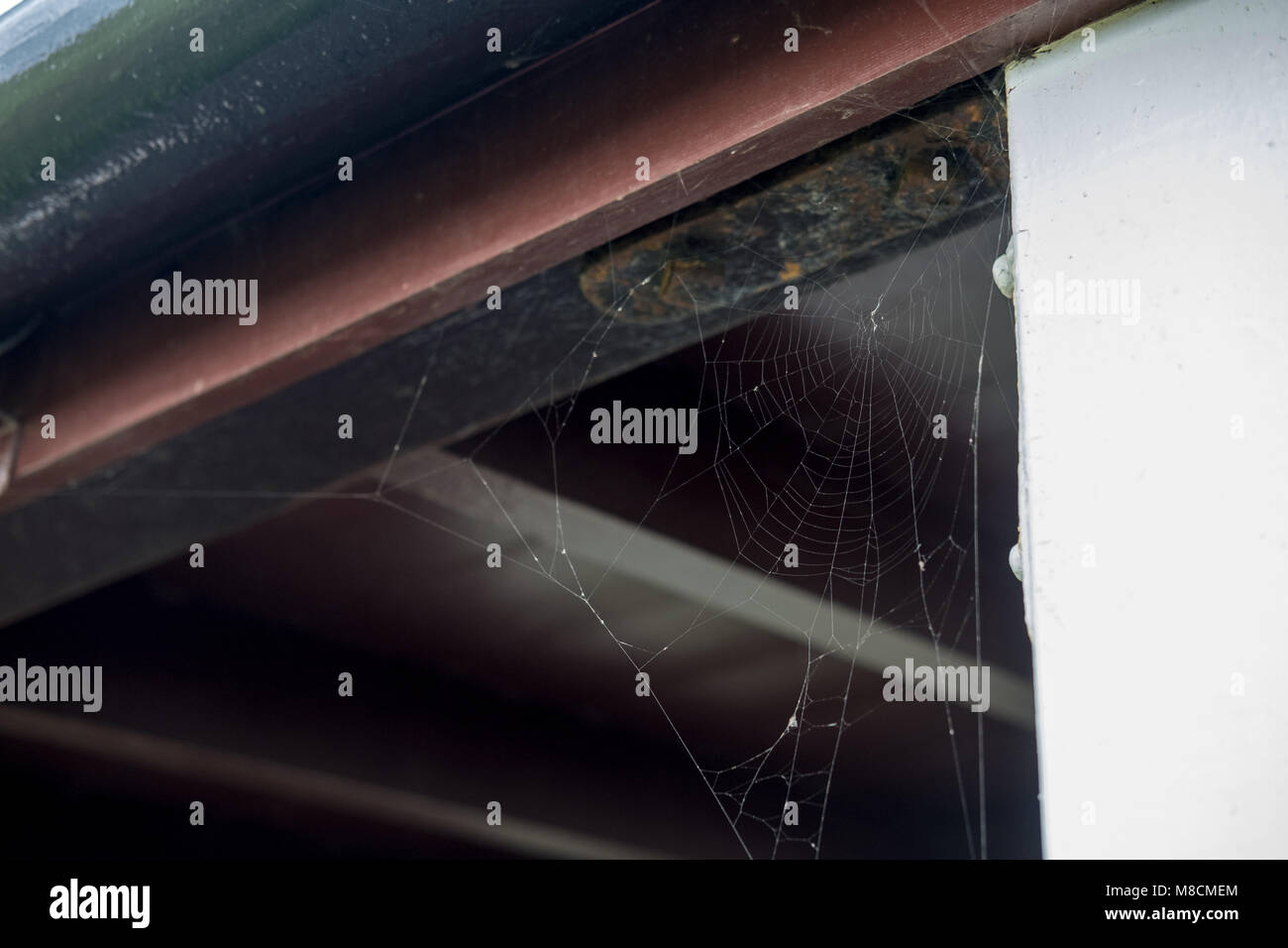 Spider web under the roof Stock Photo - Alamy