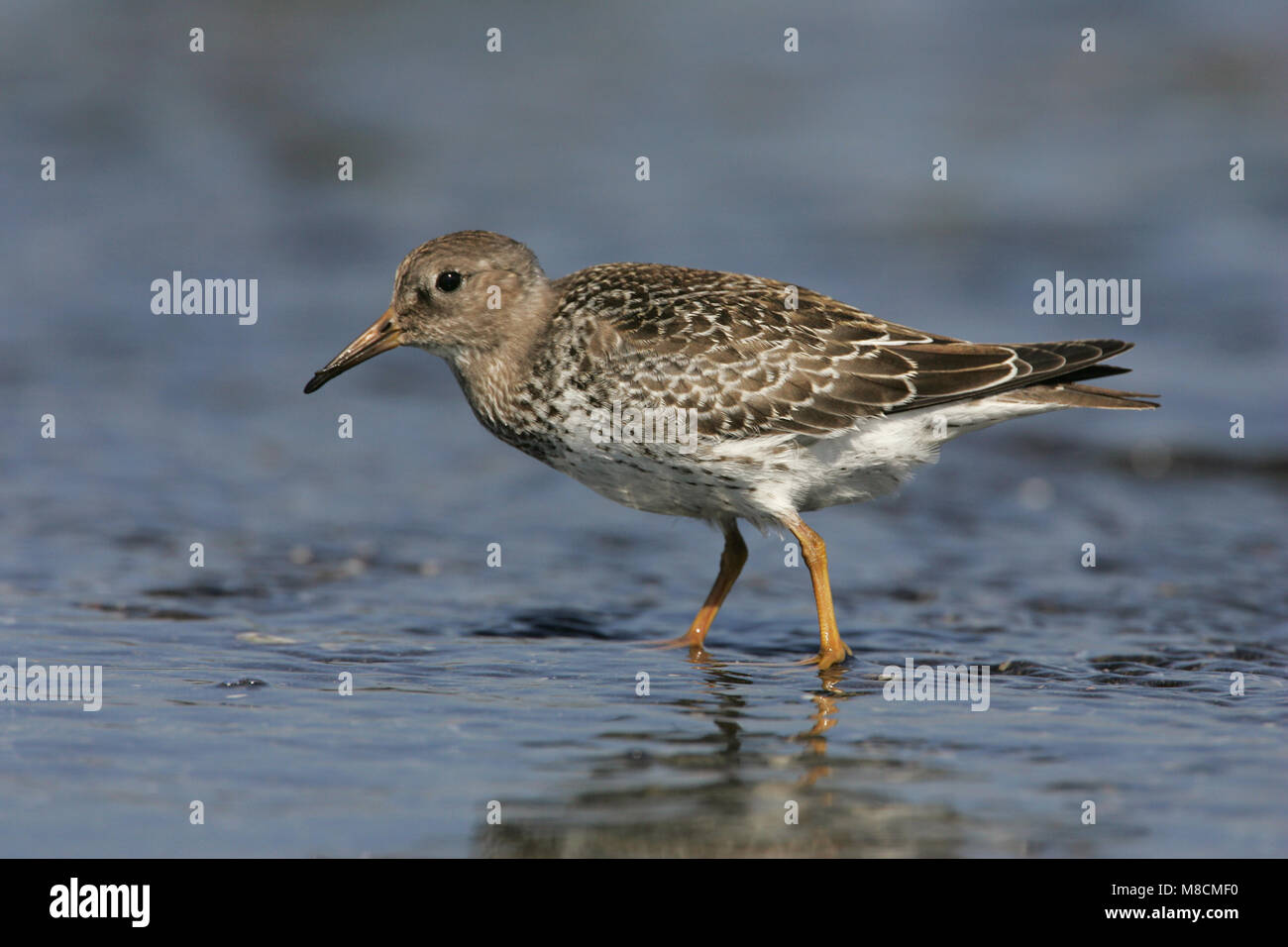 Purple Sandpiper standing in water; Paarse Strandloper staand in water ...