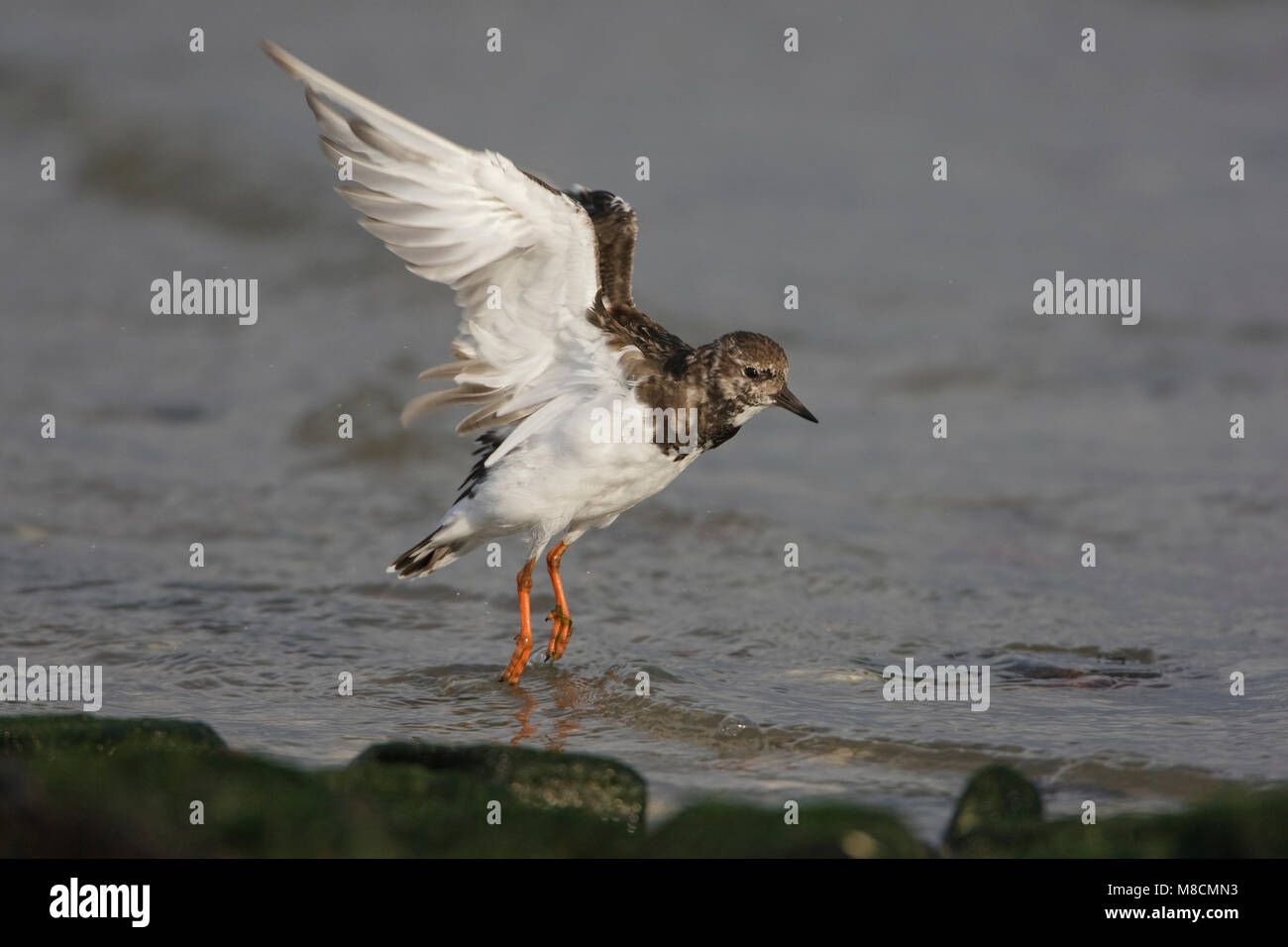 Steenloper in vlucht; Ruddy Turnstone in flight Stock Photo - Alamy