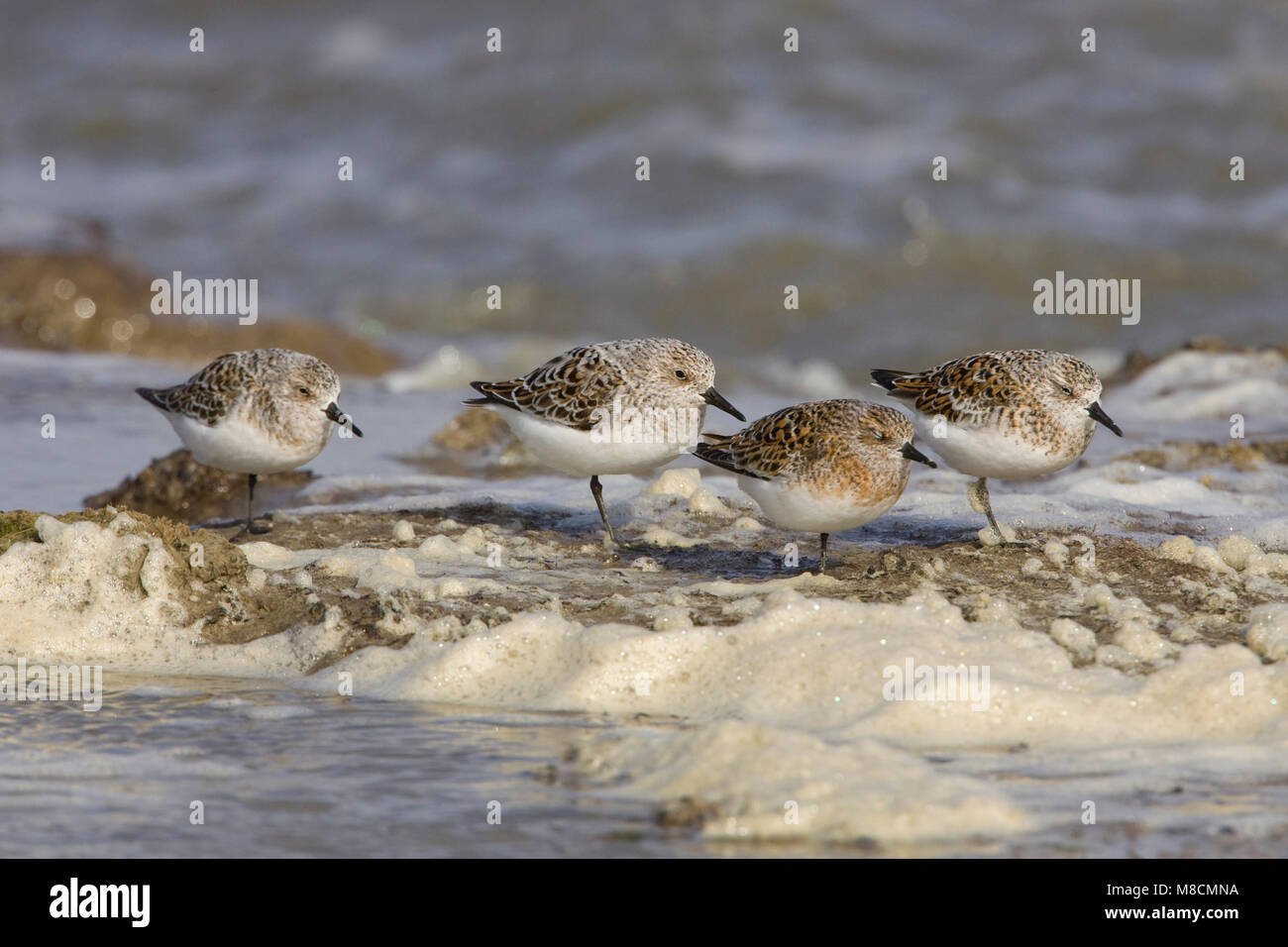 Volwassen Drieteenstrandloper; Adult Sanderling Stock Photo - Alamy