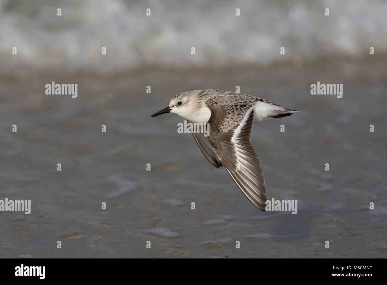 Drieteenstrandloper in de vlucht; Sanderling in flight Stock Photo - Alamy