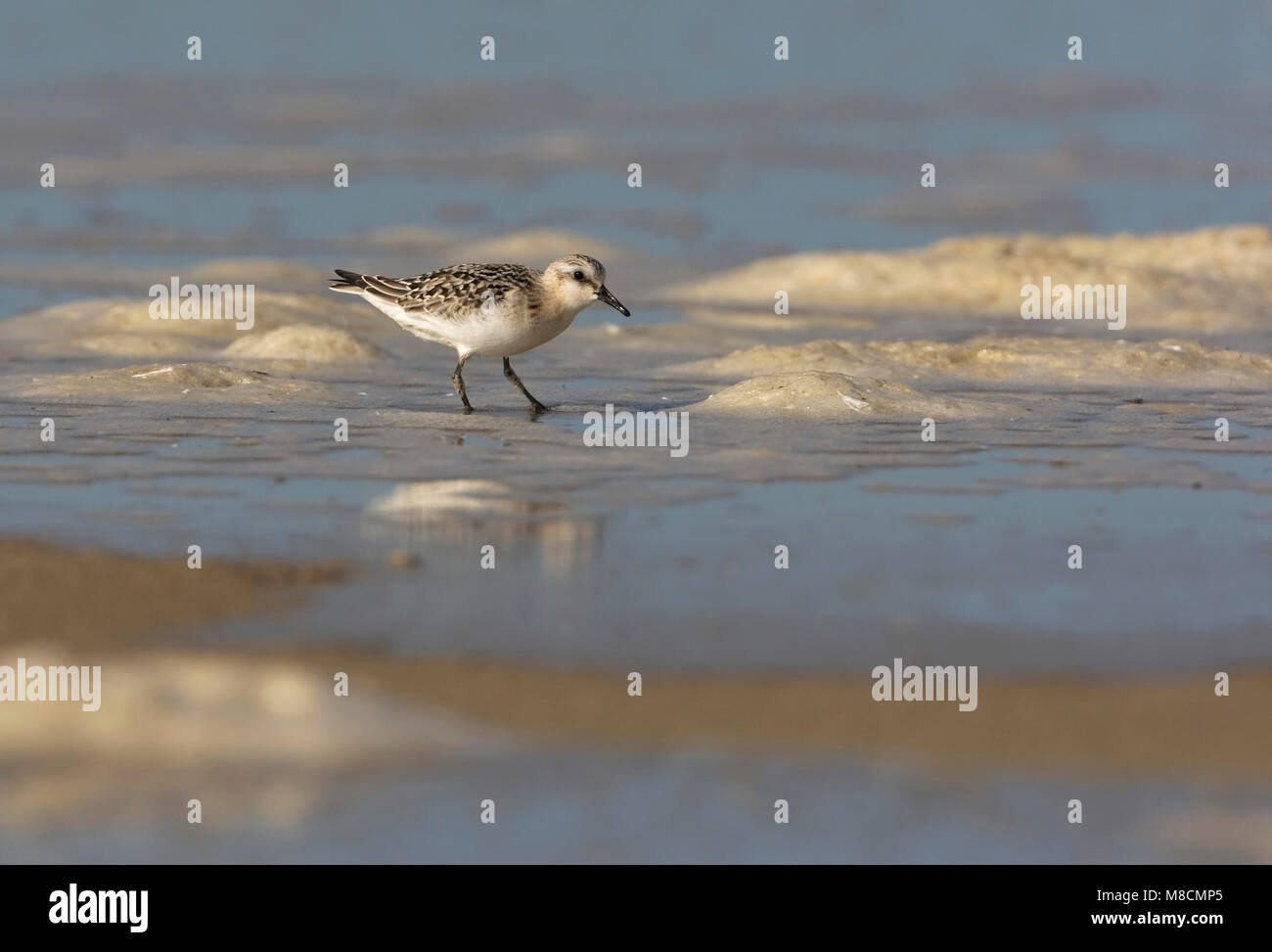 Juveniele Drieteenstrandloper; Juvenile Sanderling Stock Photo - Alamy