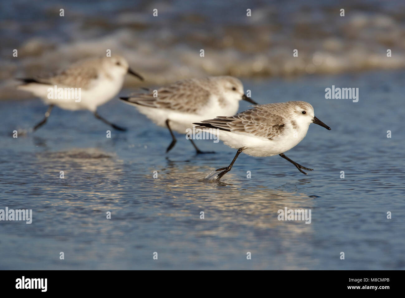 Groep rennende Drieteenstrandloper; Group of running Sanderling Stock ...