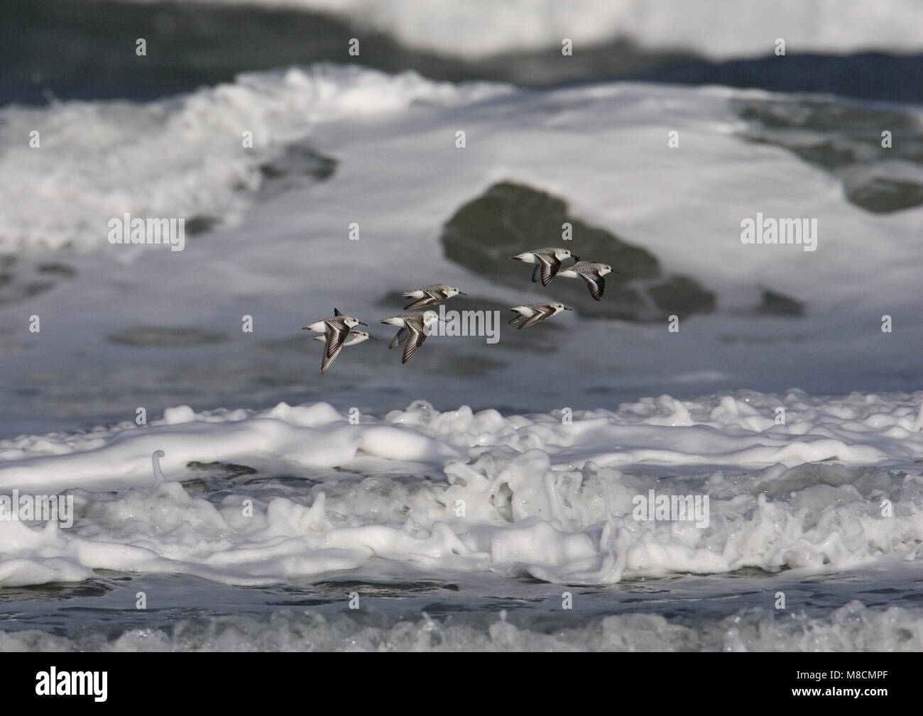 Sanderling group flying; Drieteenstrandloper groep vliegend Stock Photo ...