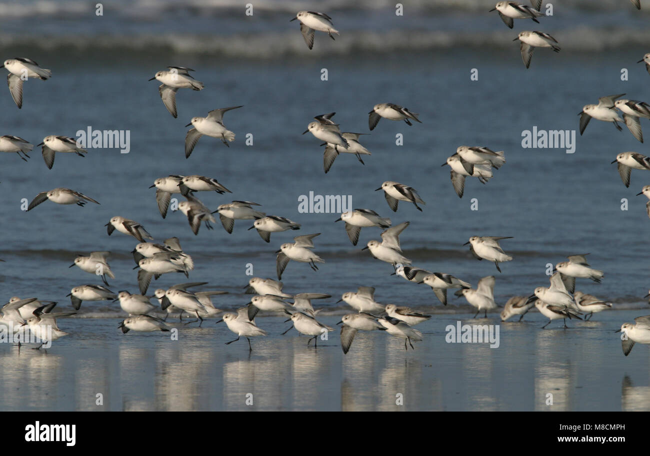 Sanderling group flying; Drieteenstrandloper groep vliegend Stock Photo ...
