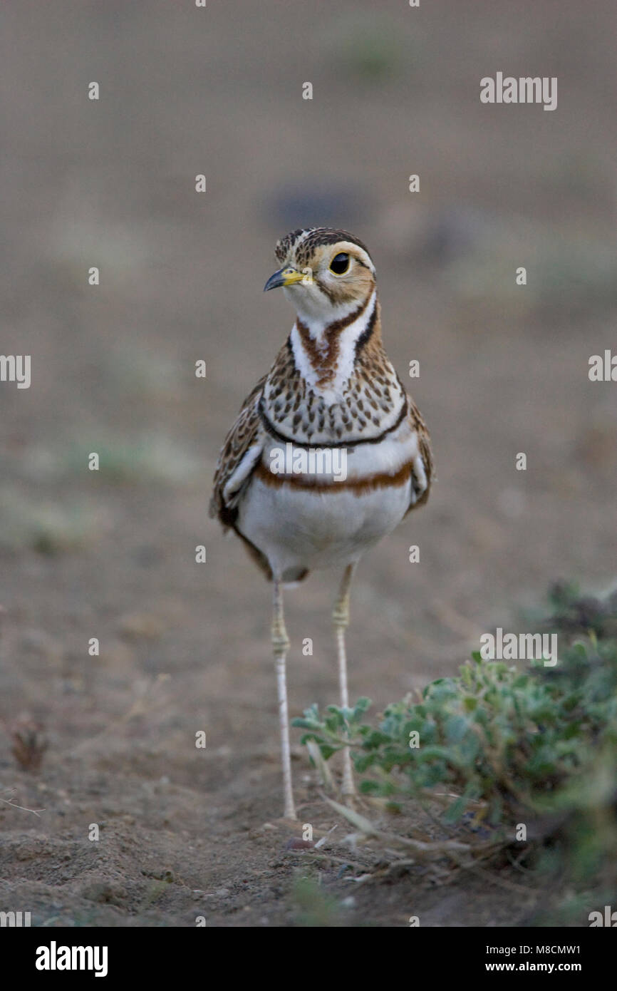 Threebanded courser hi-res stock photography and images - Alamy