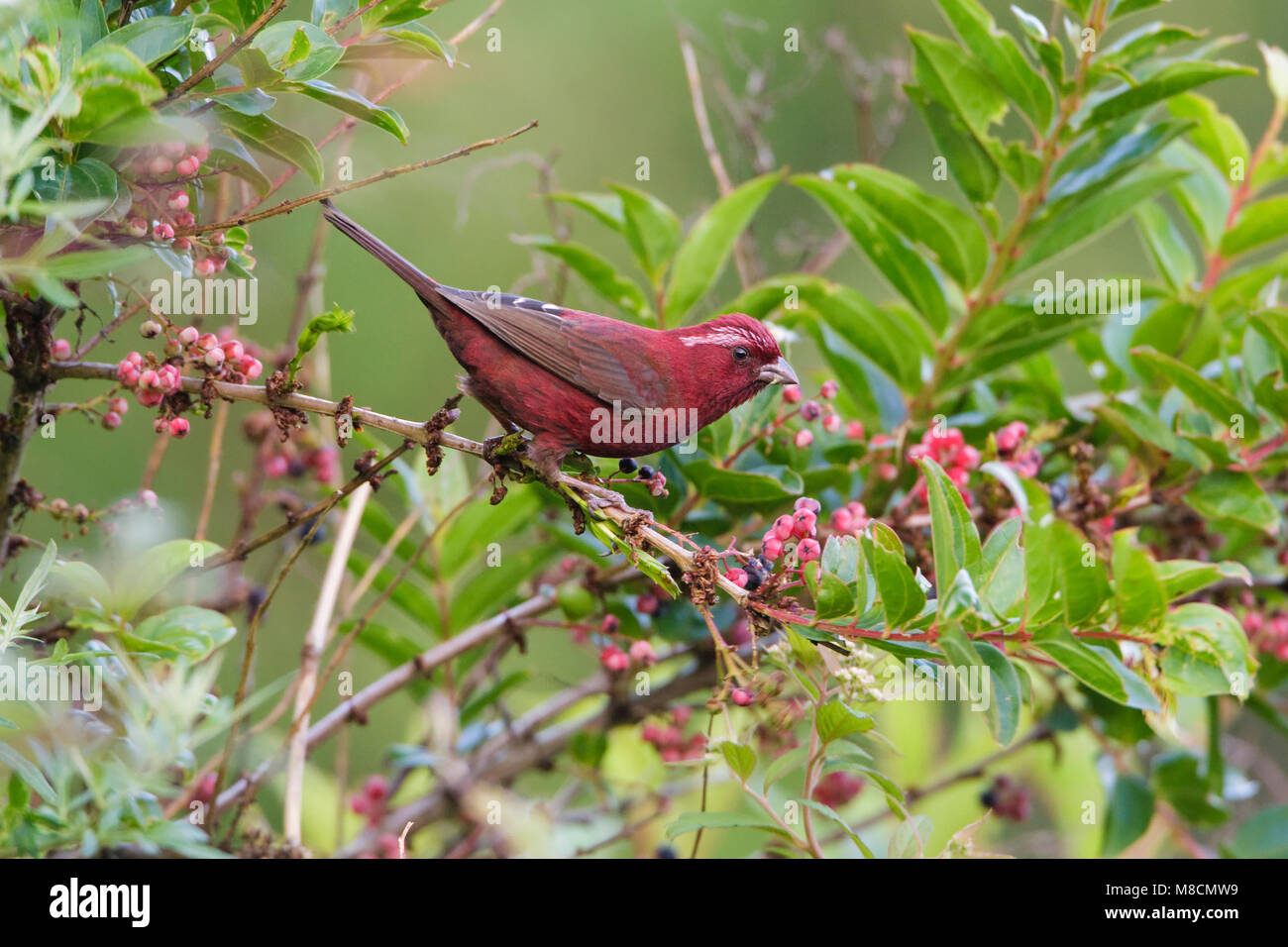 Vinaceus hi-res stock photography and images - Alamy