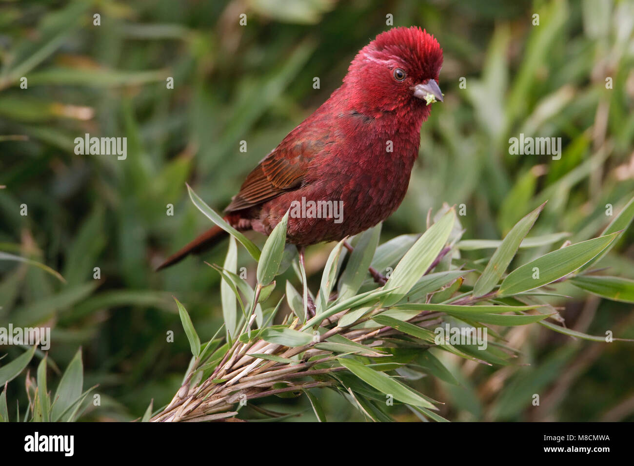 Vinaceus hi-res stock photography and images - Alamy