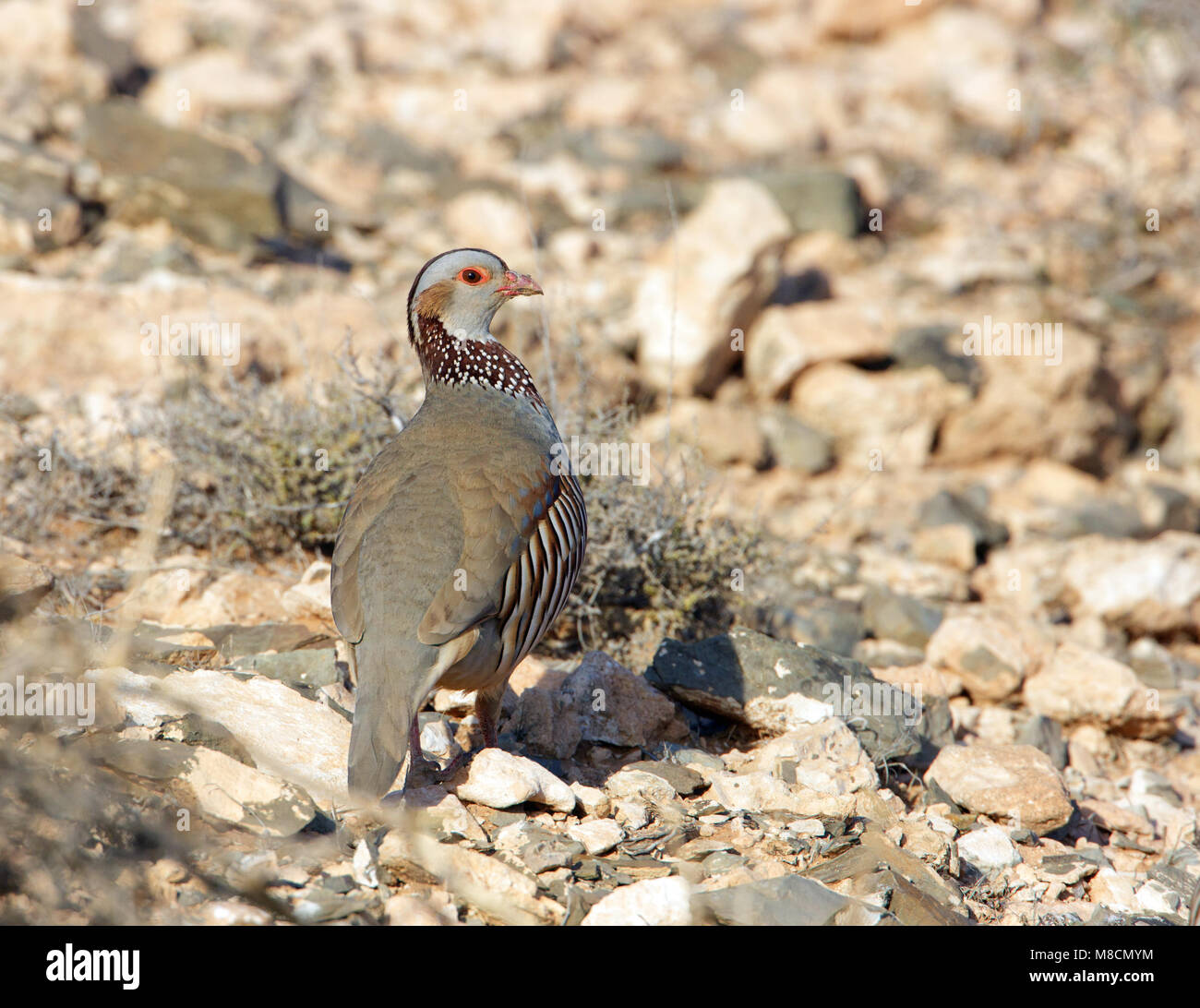 Barbary partridge hi-res stock photography and images - Alamy