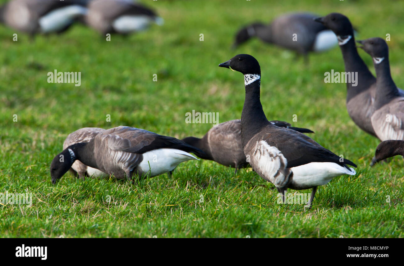 Zwarte Rotgans op gras, Black Brant on gras Stock Photo - Alamy