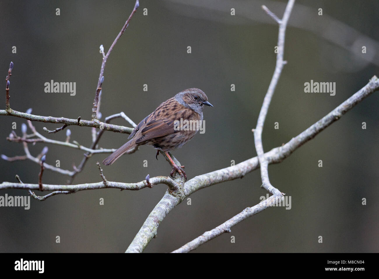 Dunnock (Prunella modularis Stock Photo - Alamy