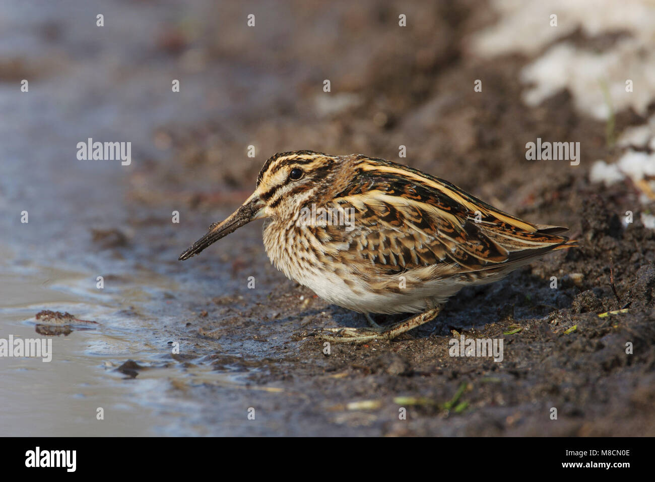 Jack snipe winter hi-res stock photography and images - Alamy