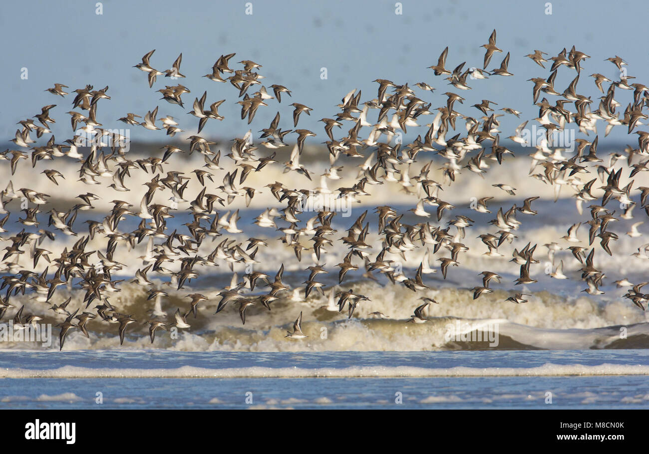 Bonte Strandloper, Dunlin, Calidris alpina Stock Photo - Alamy