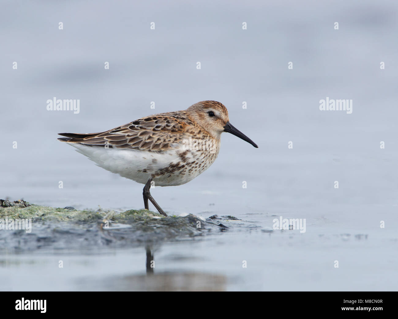 Bonte Strandloper, Dunlin, Calidris alpina Stock Photo - Alamy
