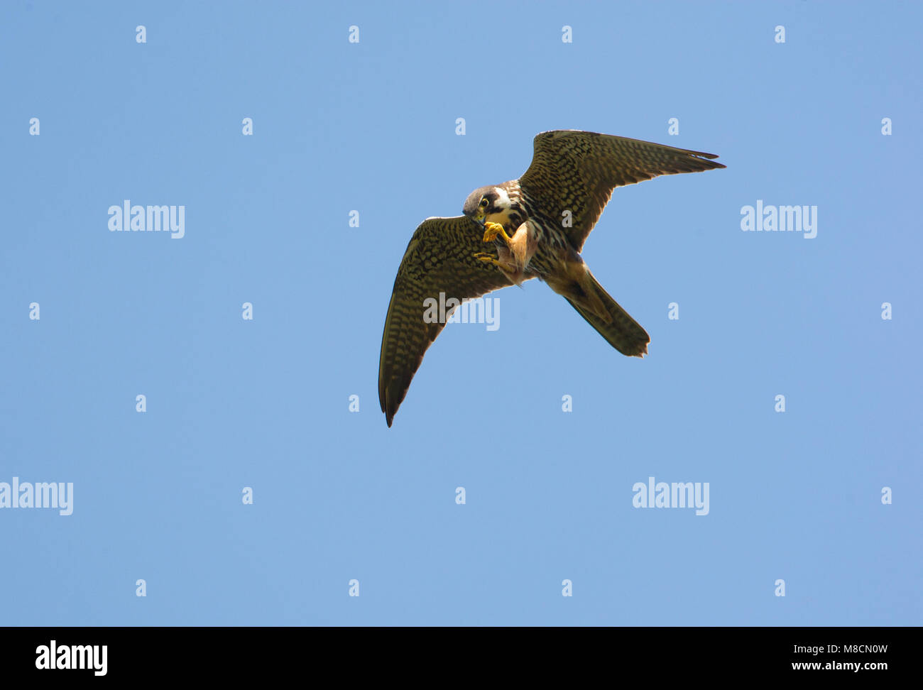 Eurasian Hobby eating a insect in the air Stock Photo - Alamy