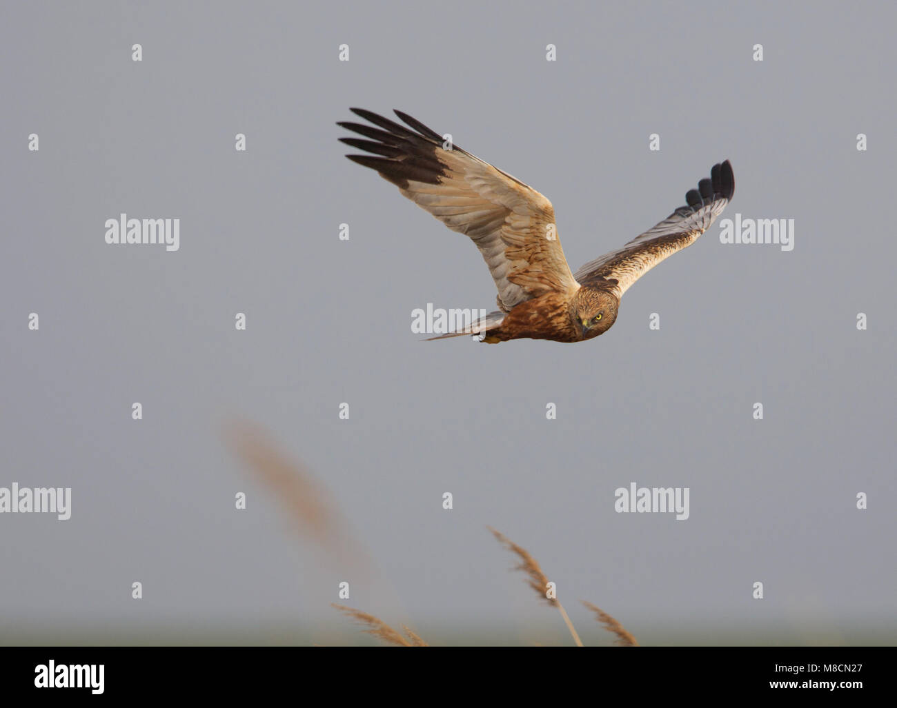 Male Marsh Harrier in flight Stock Photo - Alamy