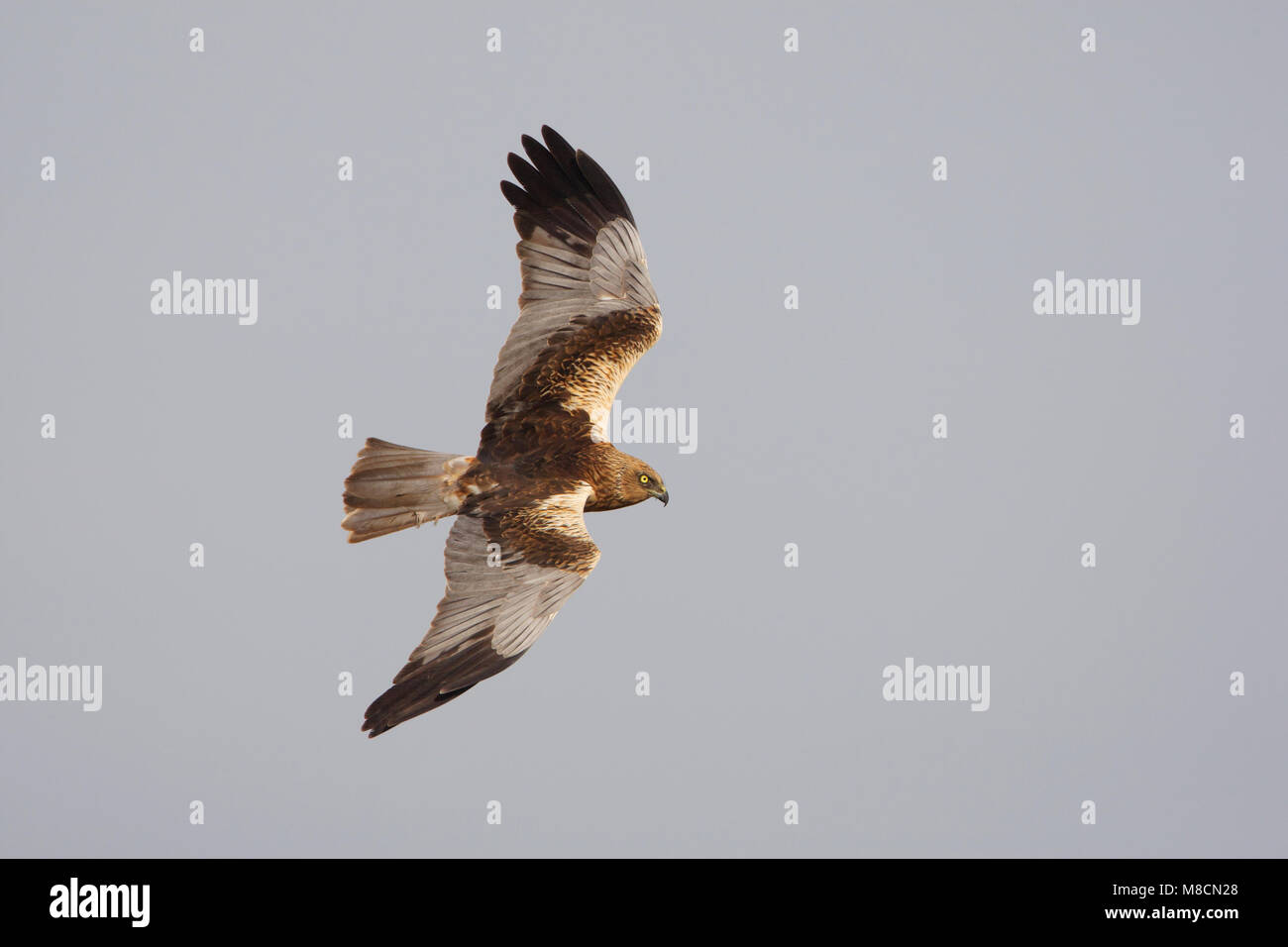 Male Marsh Harrier in flight Stock Photo - Alamy