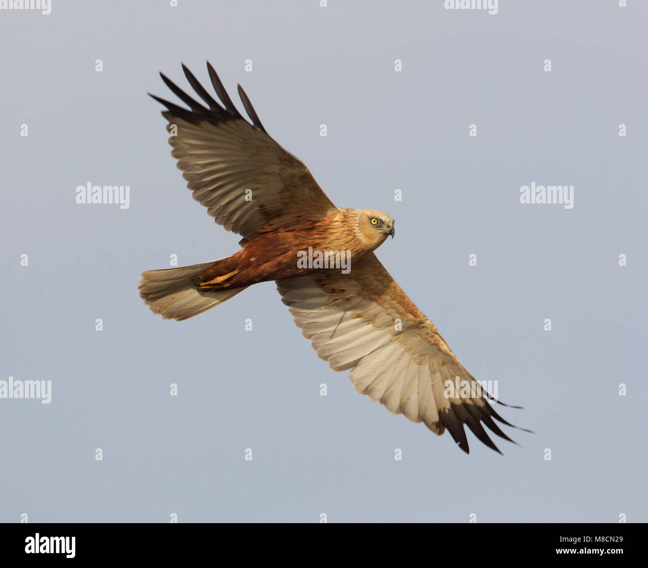 Male Marsh Harrier in flight Stock Photo - Alamy