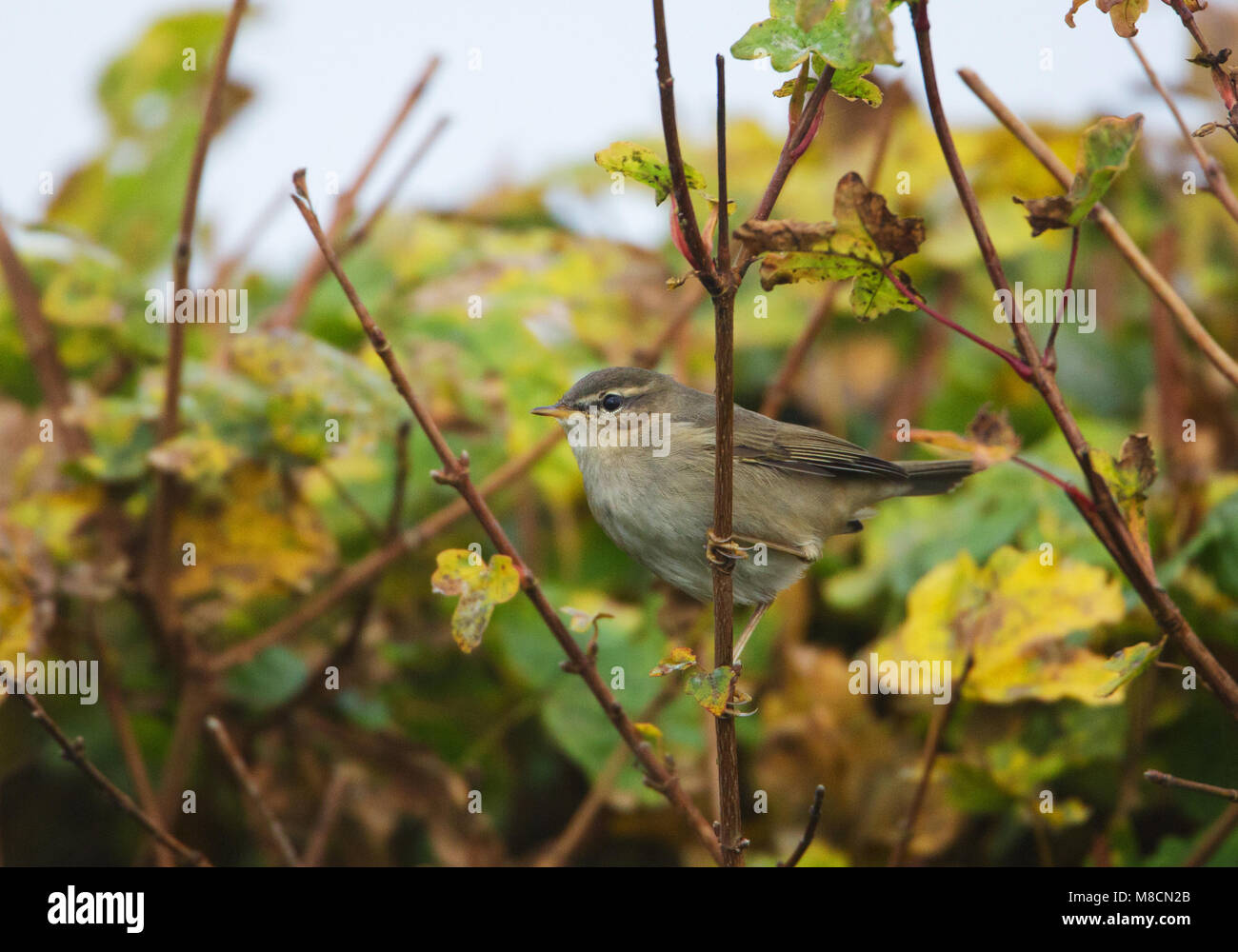 Bruine Boszanger; Dusky Warbler; Phylloscopus fuscatus Stock Photo - Alamy