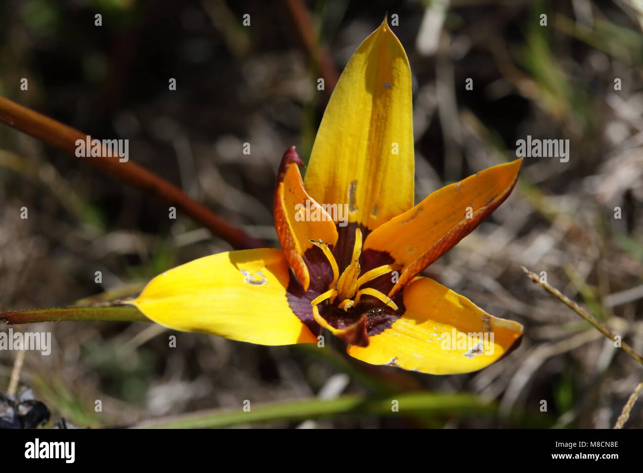 Spiloxene caniculata hi-res stock photography and images - Alamy
