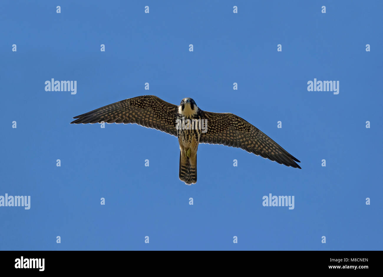Juvenile Eurasian Hobby (Falco subbuteo) in flight Stock Photo - Alamy