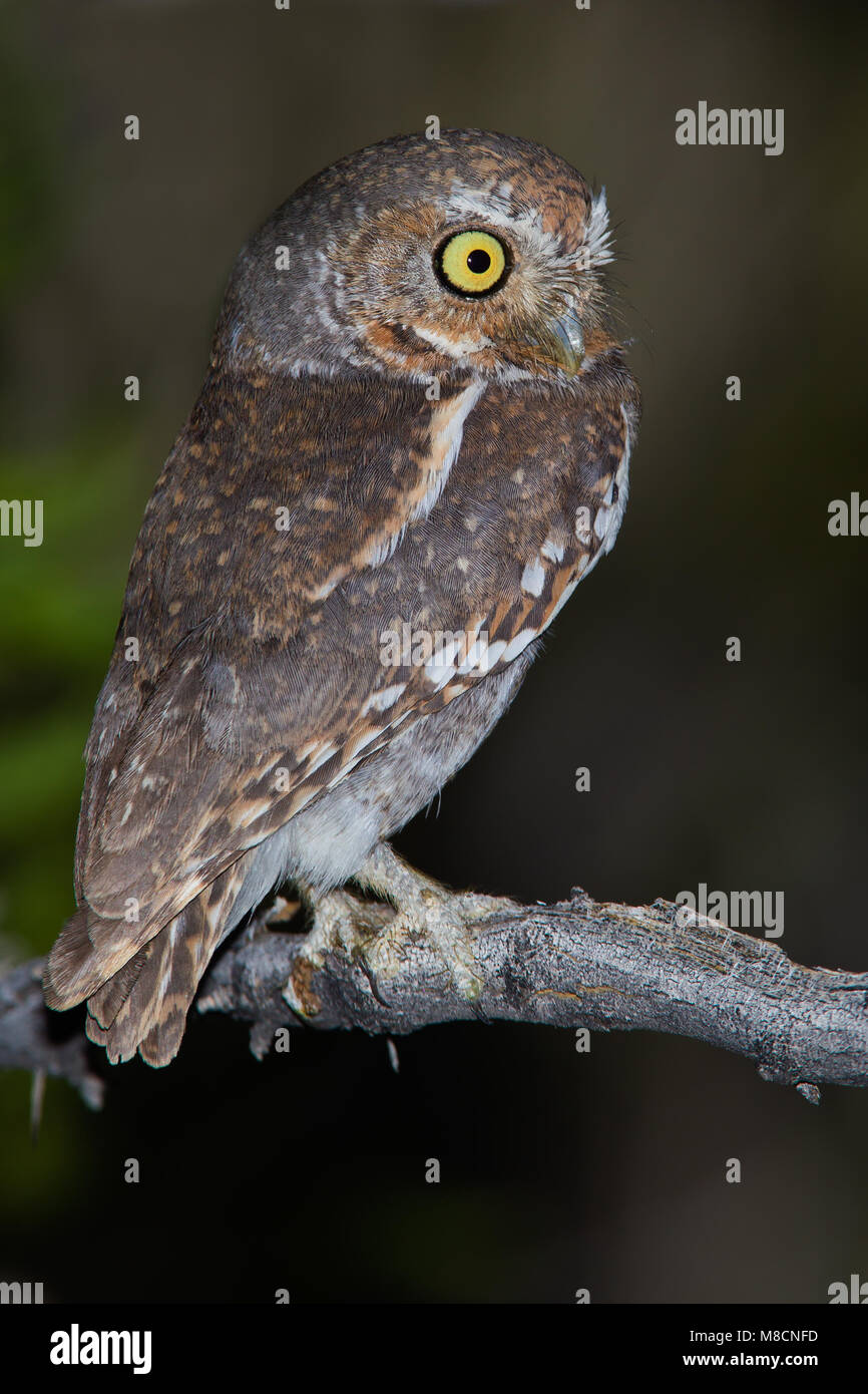 Elf owl hi-res stock photography and images - Alamy