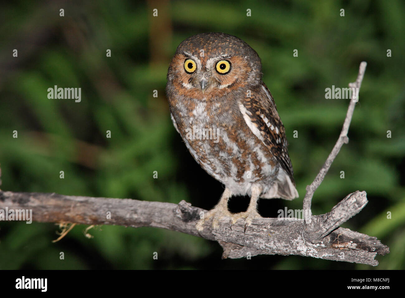 Elf owl hi-res stock photography and images - Alamy