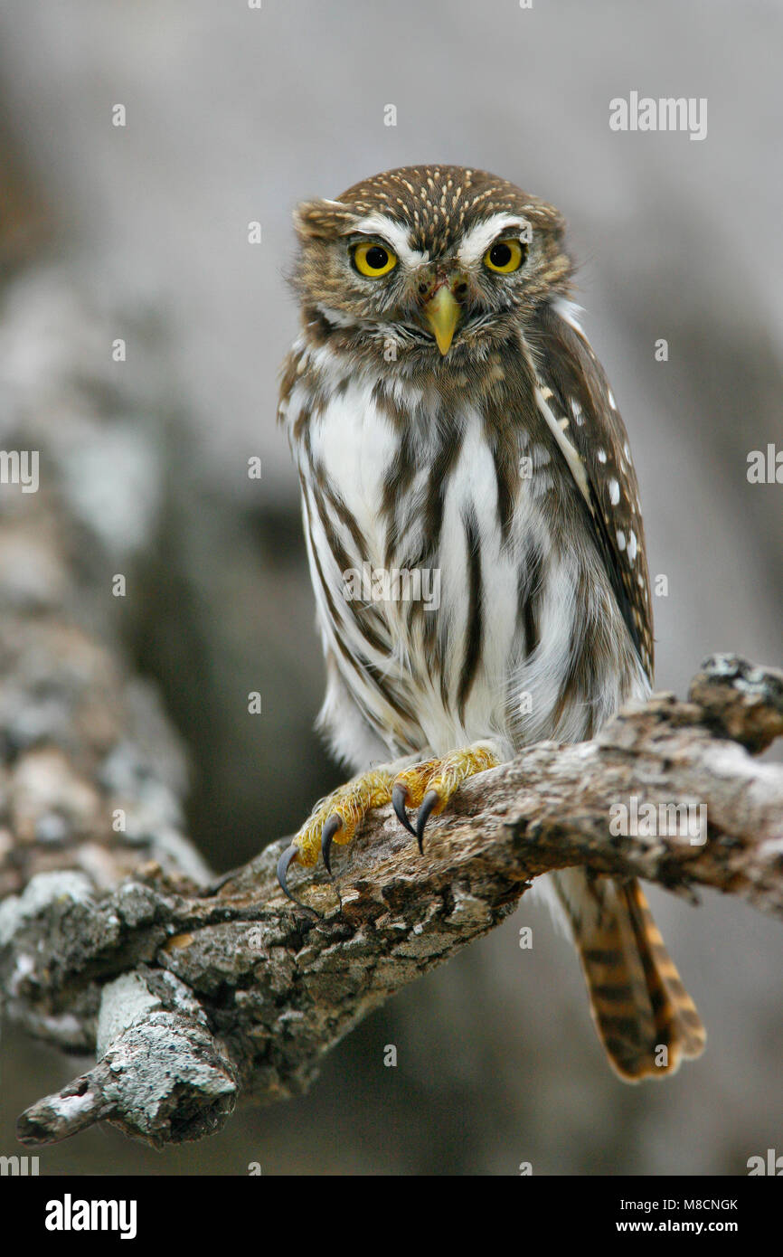 Willacy hi-res stock photography and images - Alamy