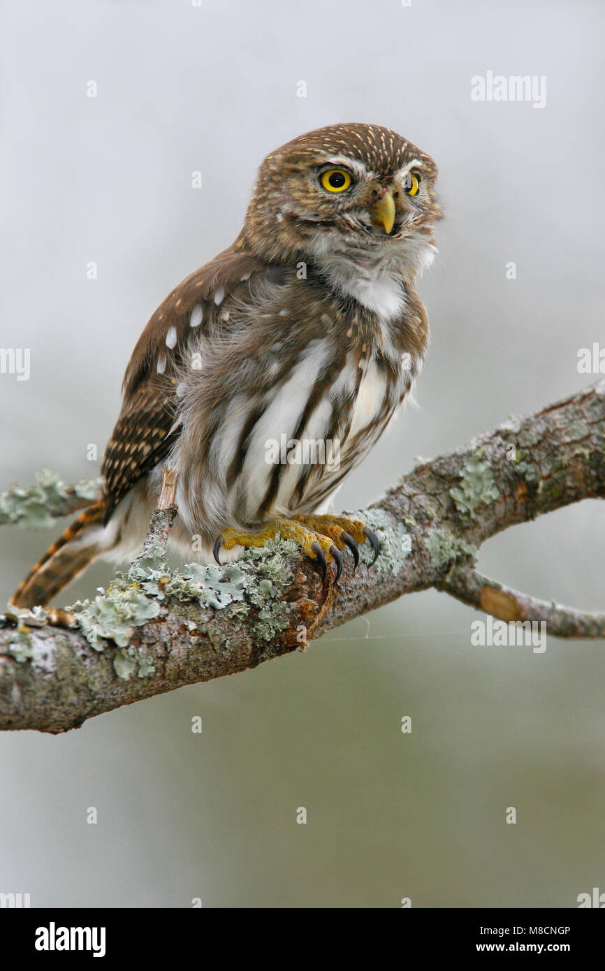 Willacy hi-res stock photography and images - Alamy