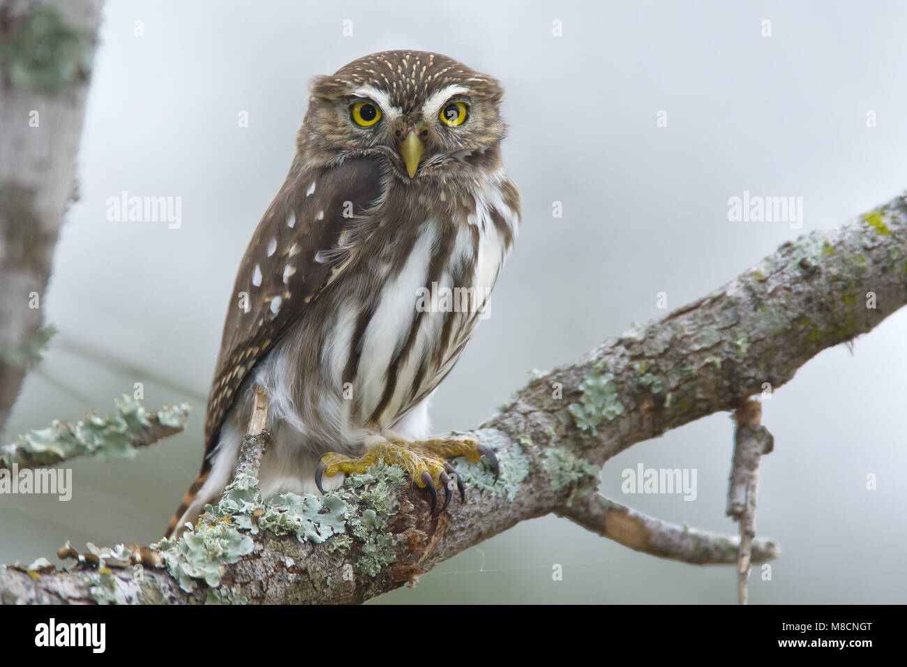 Willacy hi-res stock photography and images - Alamy