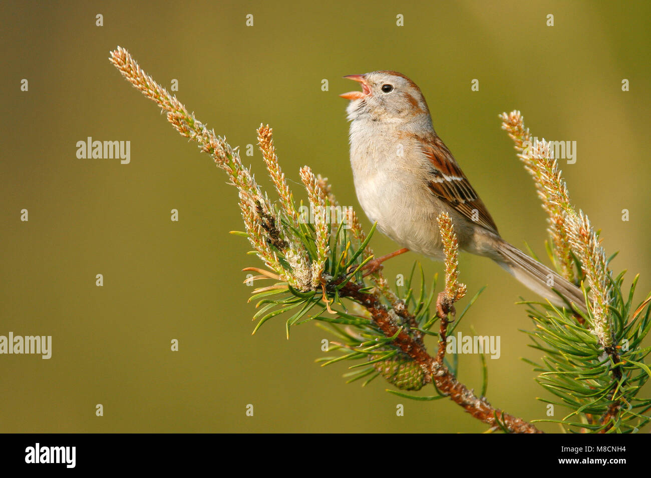 Ogemaw hi-res stock photography and images - Alamy