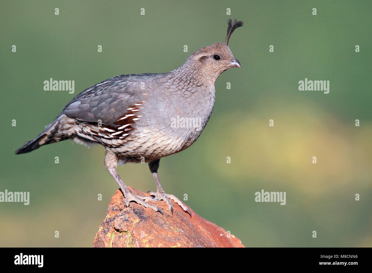Female Gambels Quail High Resolution Stock Photography and Images - Alamy
