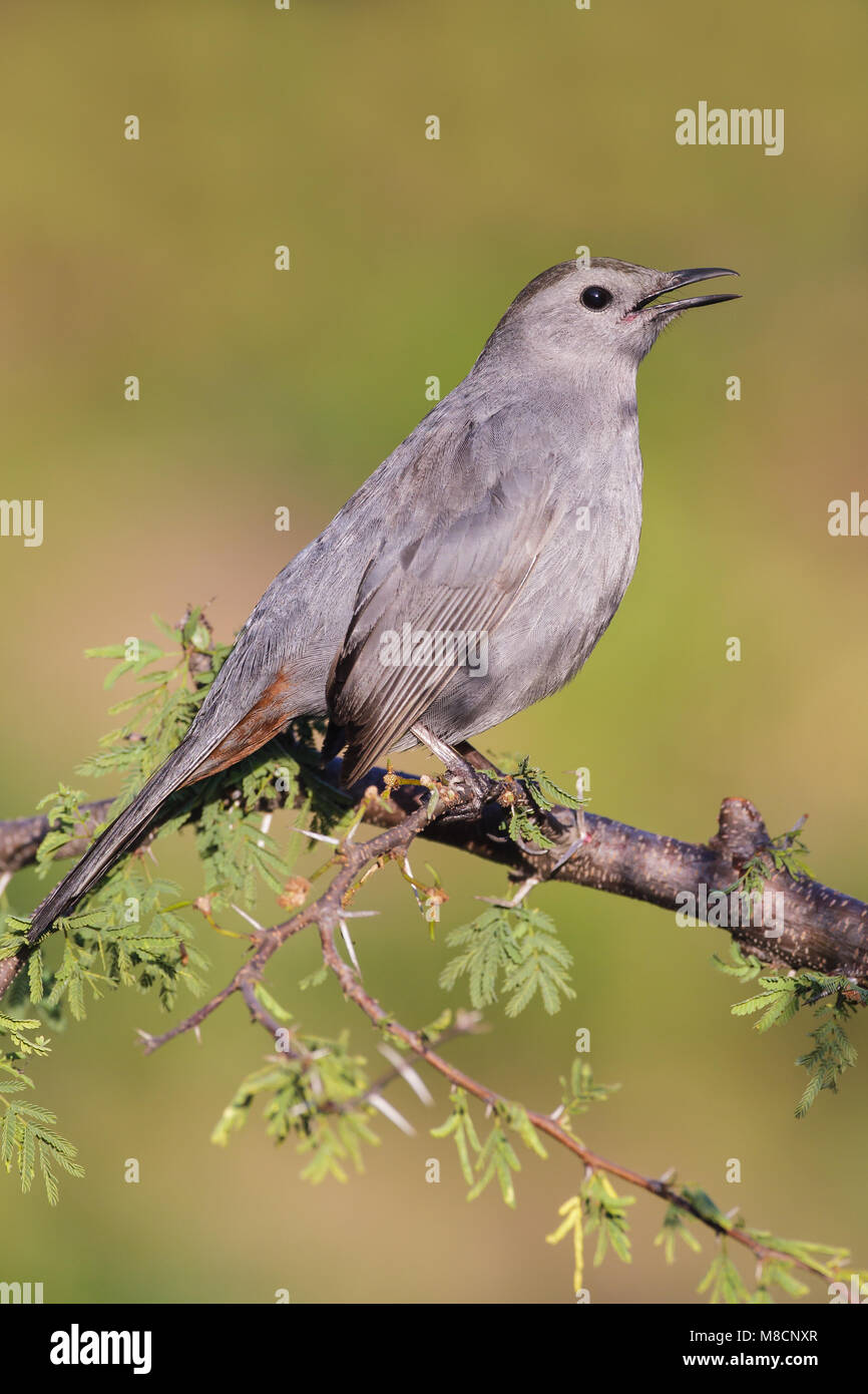Zingende Katvogel, Singing Gray Catbird Stock Photo - Alamy