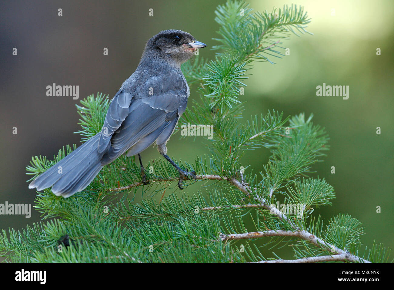 Juvenile jay hi-res stock photography and images - Alamy